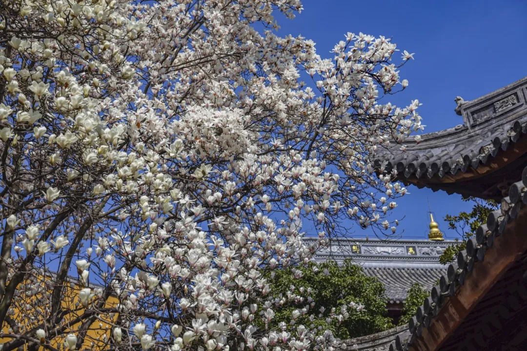 Collage: Shanghai in Bloom - 英华网